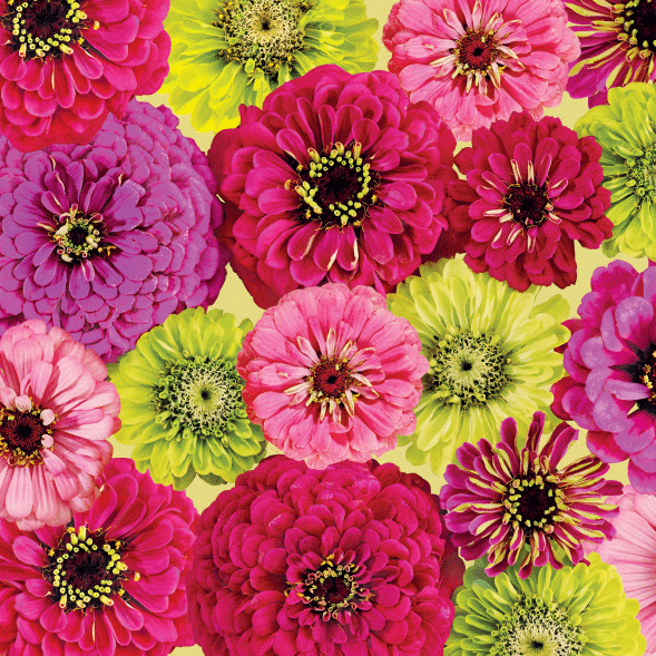 FLORISTS’ STARTER PACK – THREE CARDS OF 24 DESIGNS – Dyson Design