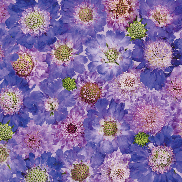 FLORISTS’ STARTER PACK – THREE CARDS OF 24 DESIGNS – Dyson Design